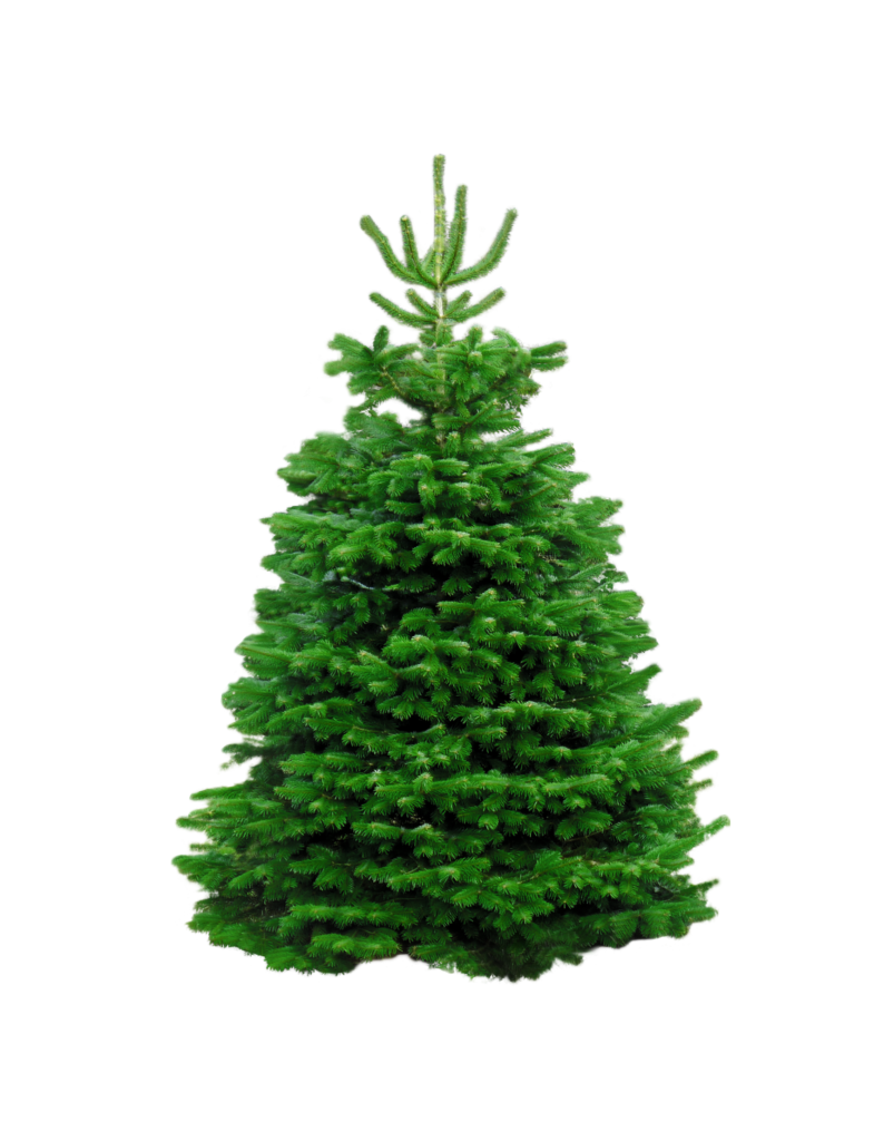 Real Christmas Trees | Nordmann Fir, Norway Spruce & Pot Grown