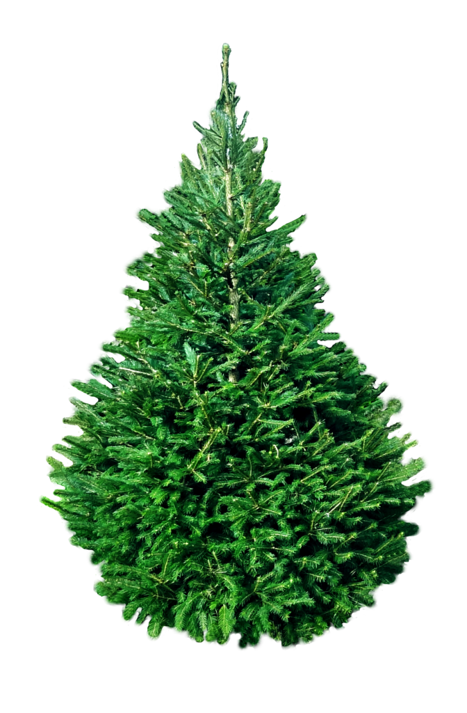 Real Christmas Trees | Nordmann Fir, Norway Spruce & Pot Grown